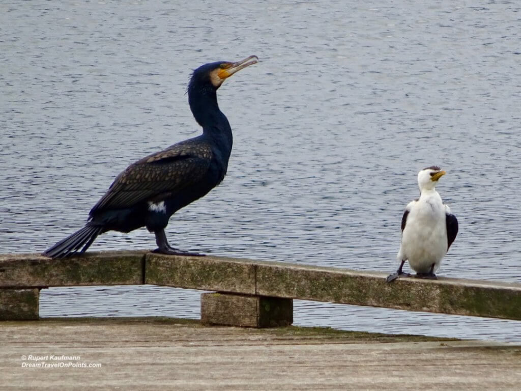 AUS GOR birdsx1080wm | DreamTravelOnPoints
